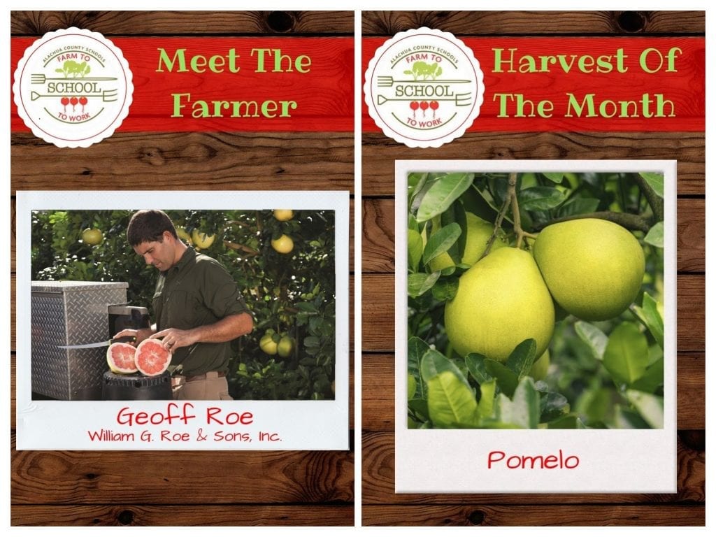 SEPTEMBER HARVEST OF THE MONTH: Pomelos – Farm 2 School Alachua