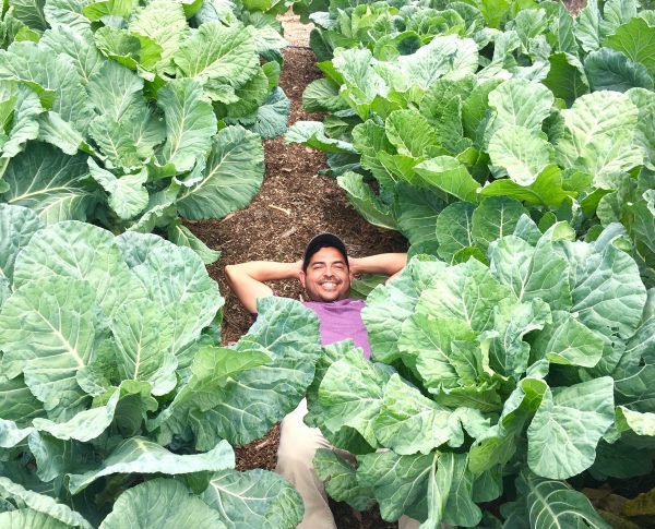 HARVEST OF THE MONTH – Collard Greens | Farm 2 School Alachua