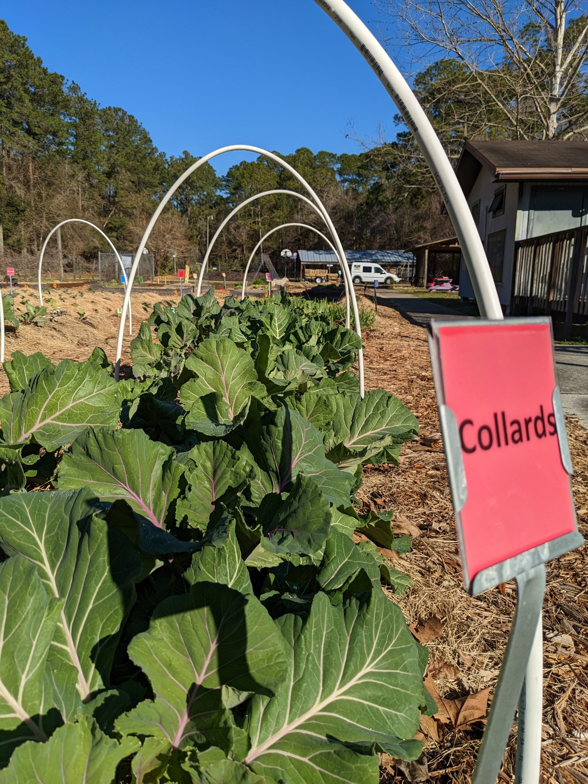Cold Snap and Collards – Farm 2 School Alachua